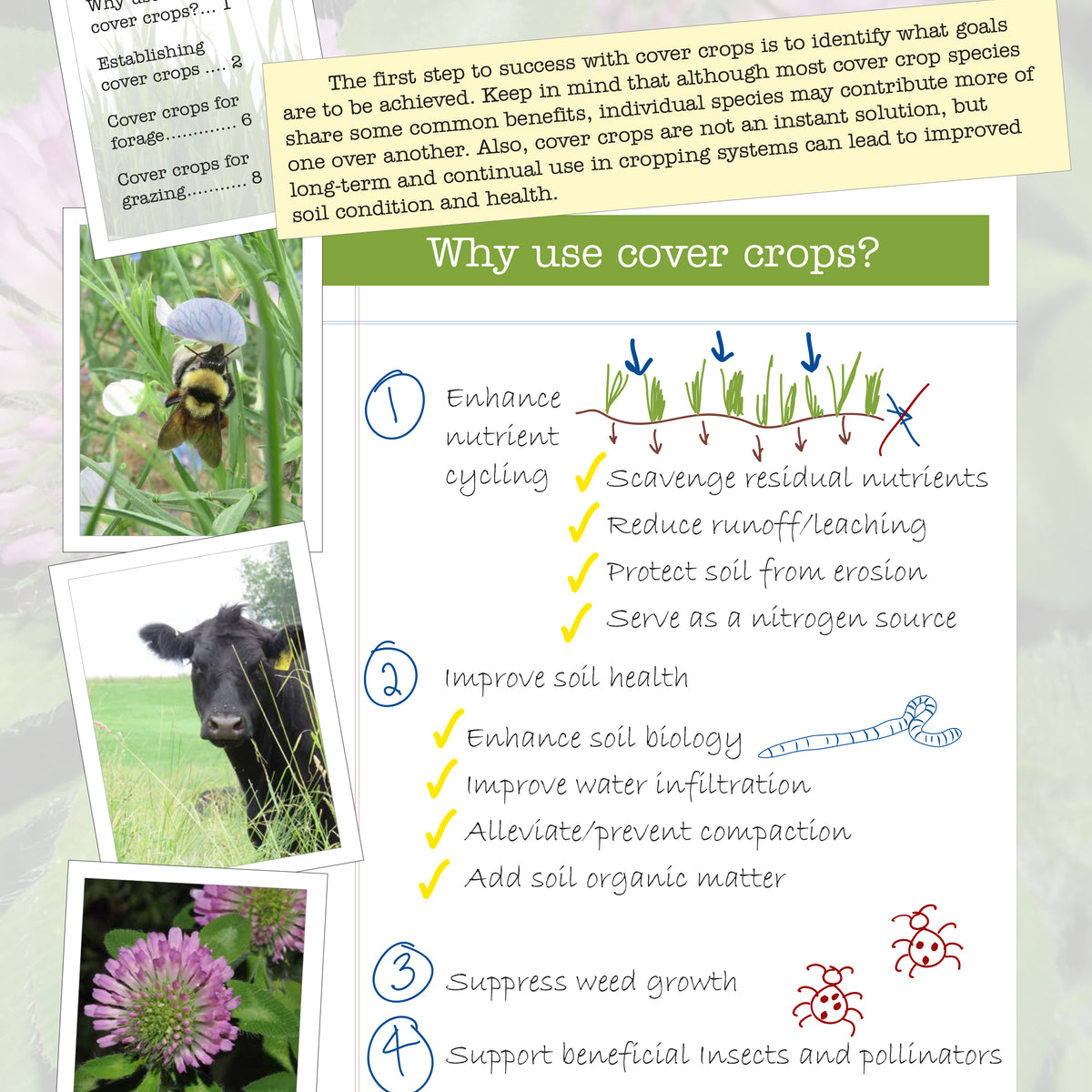 Cover Crops 101 — The Learning Store