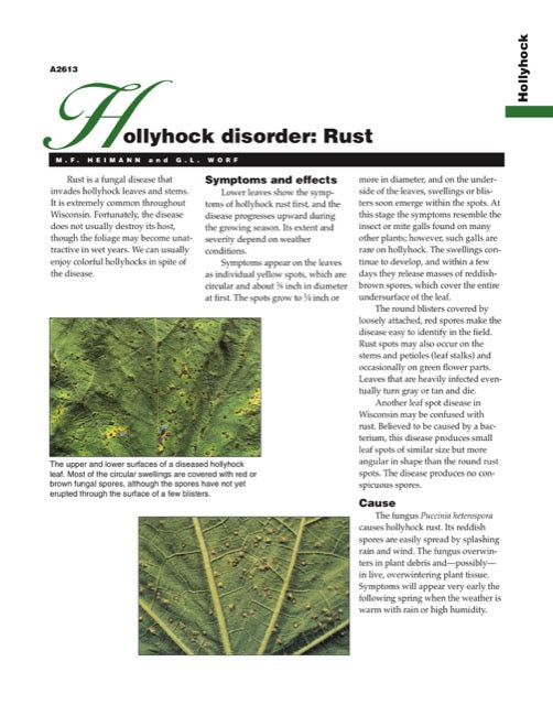 Hollyhock Disorder: Rust — The Learning Store