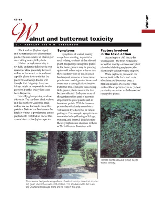 Walnut and Butternut Toxicity — The Learning Store