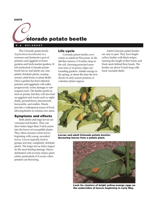 Colorado Potato Beetle — The Learning Store