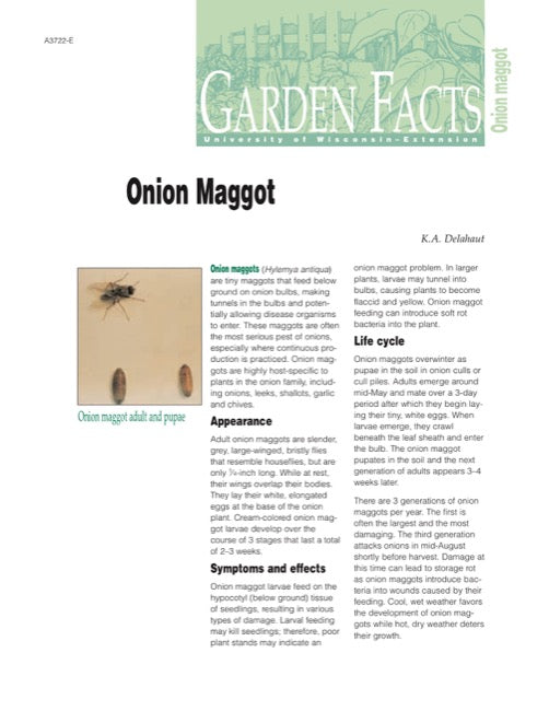 Onion Maggot — The Learning Store