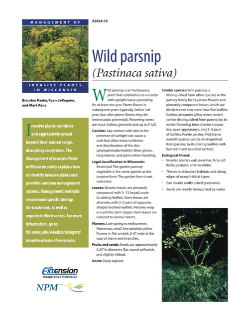 Wild Parsnip — The Learning Store