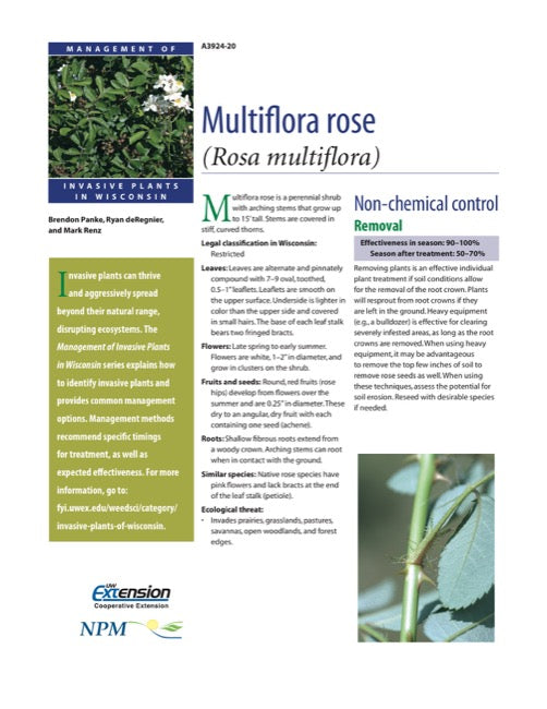 Multiflora Rose — The Learning Store