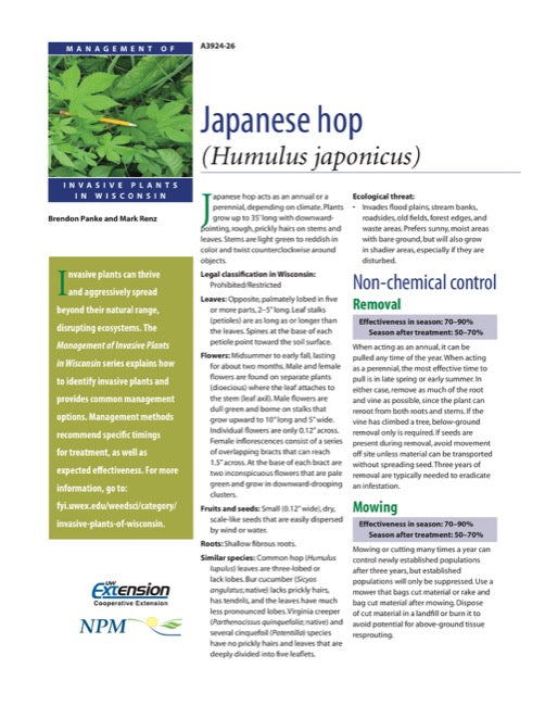 Japanese Hop — The Learning Store