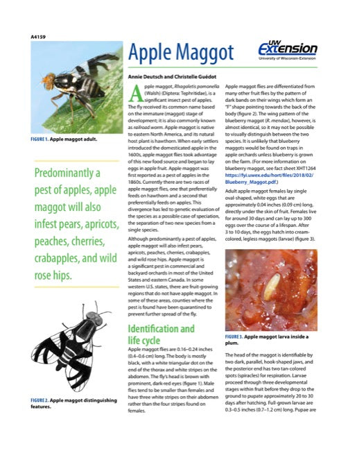 Apple Maggot — The Learning Store