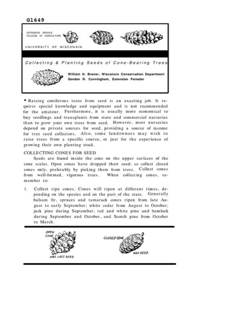Collecting and Planting Seeds of Cone-Bearing Trees — The Learning Store